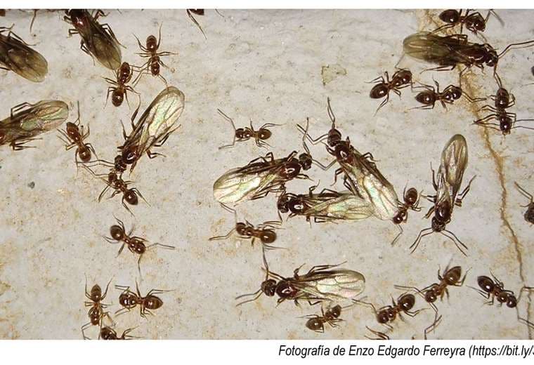 Invasión de hormiga “loca” en Costa Rica: ¿Dónde se encuentran estos ...