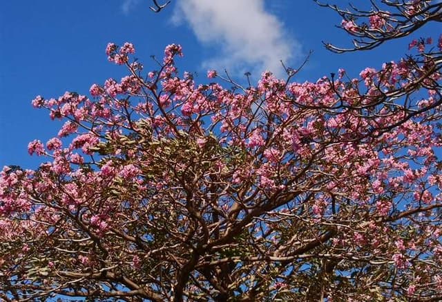 Curiosidades del Roble Sabana, el "cherry blossom" de Costa Rica | Teletica