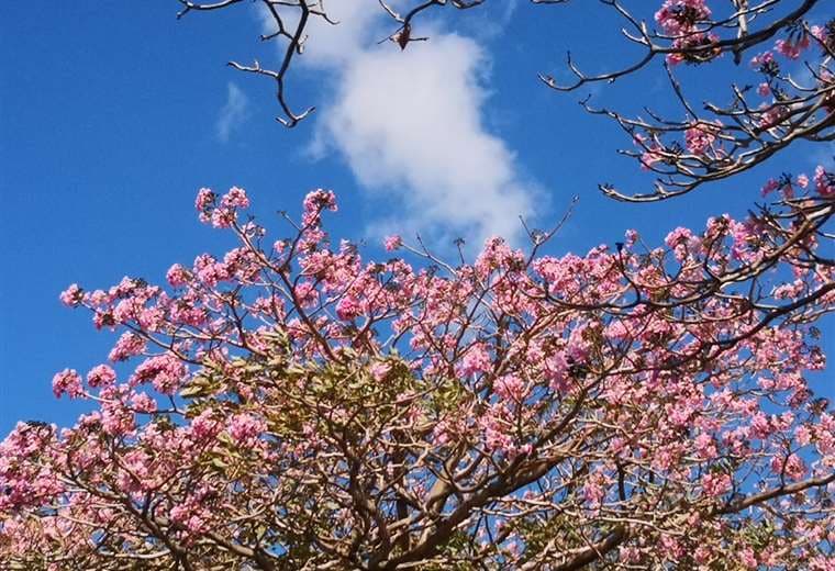 Curiosidades del Roble Sabana, el "cherry blossom" de Costa Rica | Teletica