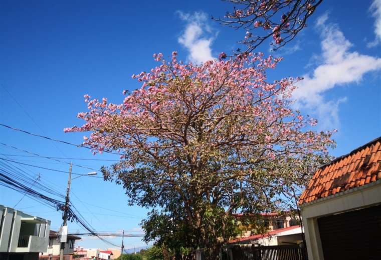 Curiosidades del Roble Sabana, el "cherry blossom" de Costa Rica | Teletica