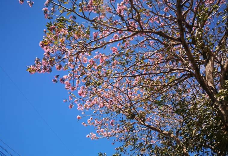 Curiosidades del Roble Sabana, el "cherry blossom" de Costa Rica | Teletica