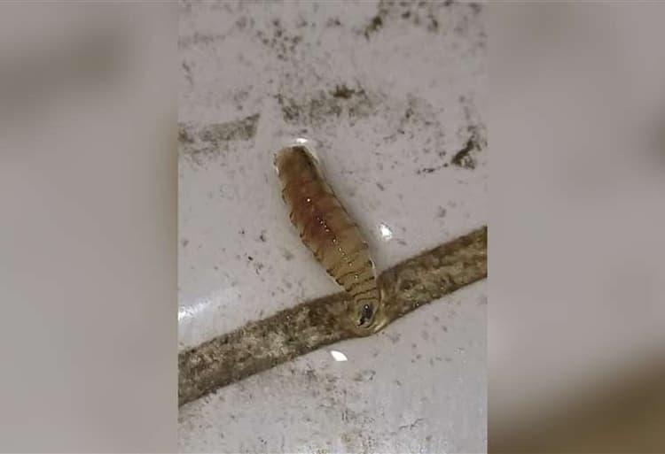 Siete datos que debe saber sobre el gusano barrenador | Teletica