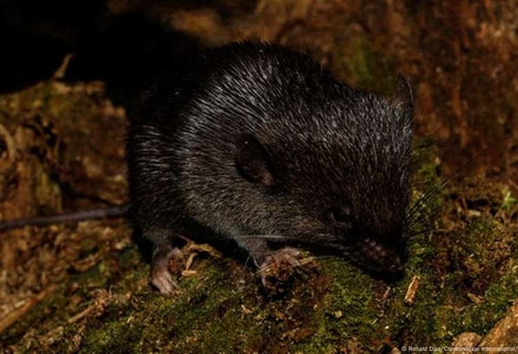 Peculiar ratón anfibio entre 27 especies descubiertas en selva de Perú ...