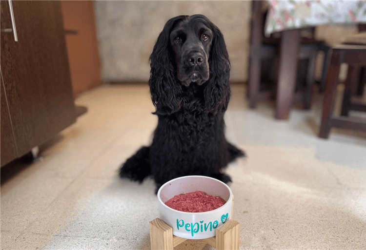 ¿Qué es la alimentación BARF y cuáles son los beneficios que ...