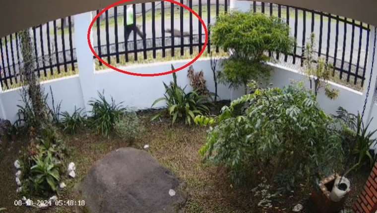 Video: Ataque de perros provoca caída mortal de adulto mayor en ...