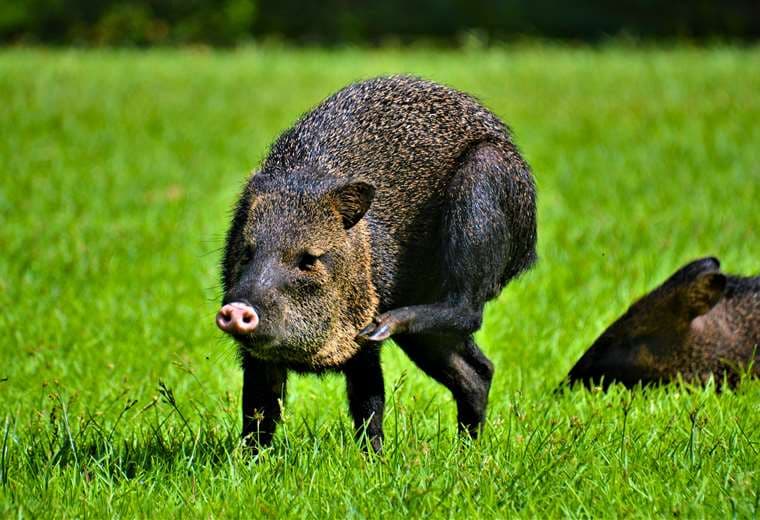 ¿Cómo puedo evitar el ataque de un saíno? | Teletica