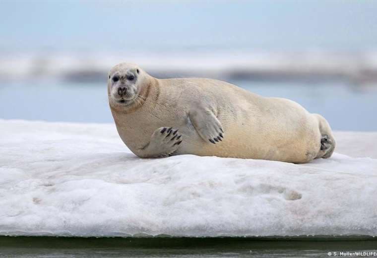 Costa Rica, teletica, teletica en vivo, teletica.com en vivo, canal 7 ...
