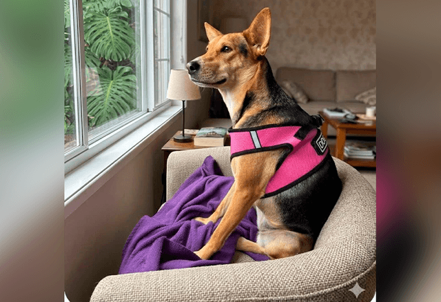 Adopte a una amiga fiel: 'Abby' | Teletica
